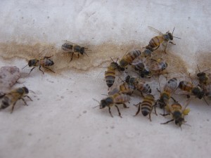 Why Are African Honeybees Here? | AAA Africanized Bee Removal ...