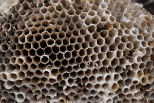 Aggressive Paper Wasps | AAA Africanized Bee Removal Specialists Inc